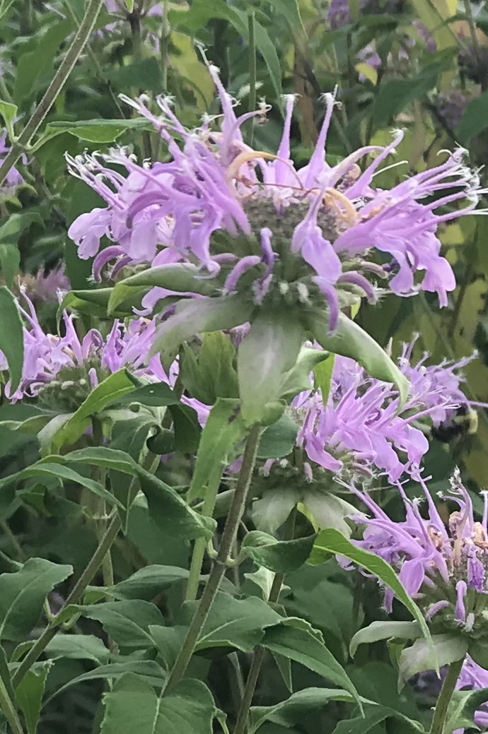 Muppet Flowers – Green Arrow Radio